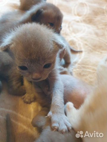 Бурманские котята бронь