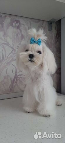 Мальтезе, мальтийская болонка