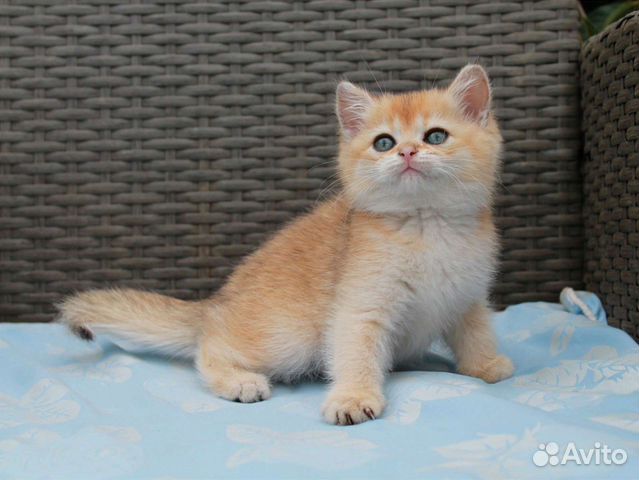 Золотой британец