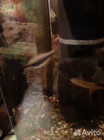 Аквариумные рыбки