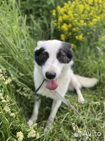 Рокки-пёс в добрые руки