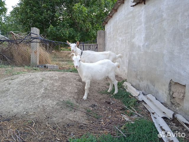 Козлята ламанча