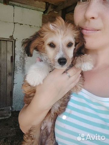 Китайская пуховая собачка,щенок