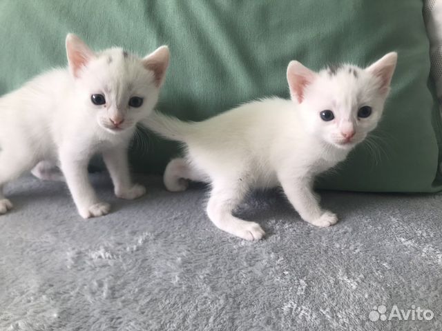 Котята