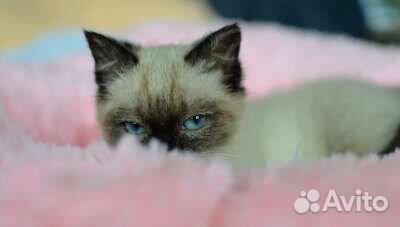 Котенок Сноушу в добрые руки