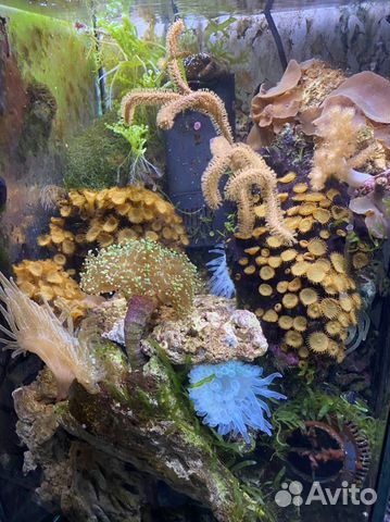 Мягкие кораллы