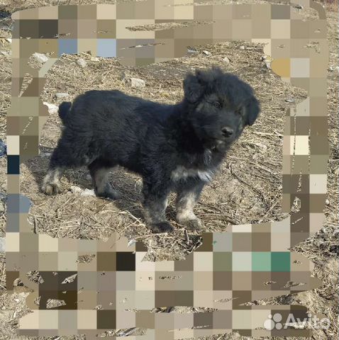 Пуховый мохнатик в добрые руки