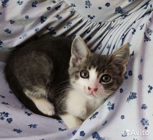 Юный кот в дар