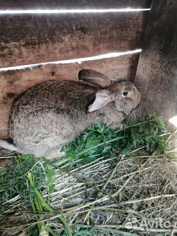 Кролики серый великан