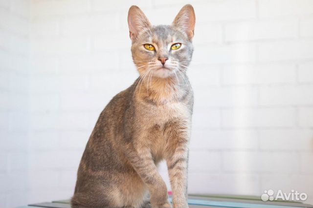 Кошка Лили 8 месяцев