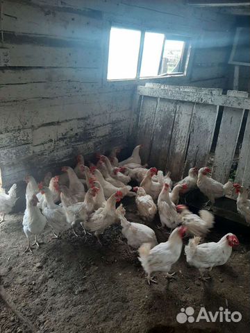 Куры несушки
