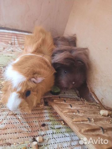 Морская свинки в добрые руки