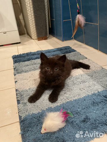 Котенок