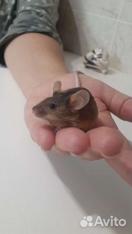 Сатиновые мышки