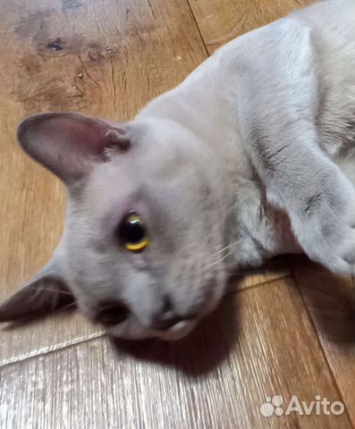 Котик вязка