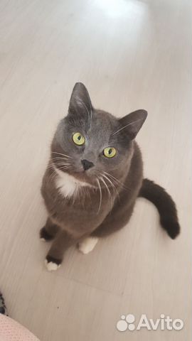 Отдам котика