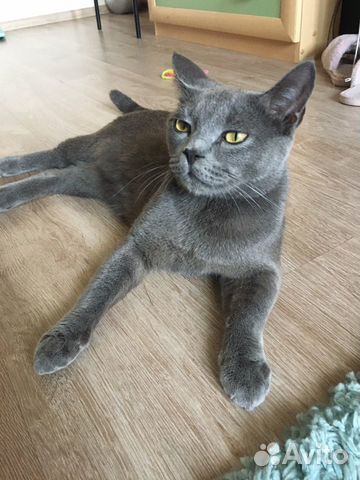 Кот