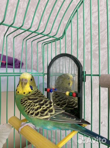 Волнистый попугай