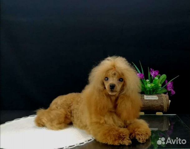 Той-пудель девочка (миниатюра)