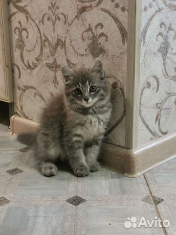 Кошка в дар