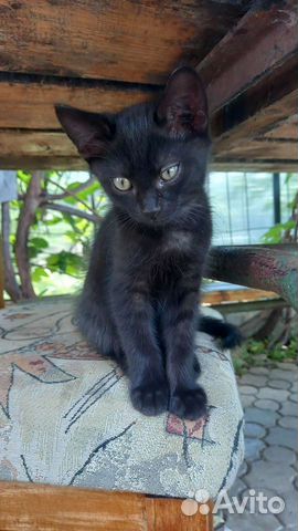 Котенок мальчик