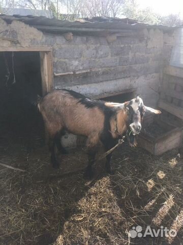 Продаю козла на племя
