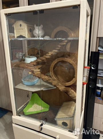 Шиншилла Луна в хорошие руки