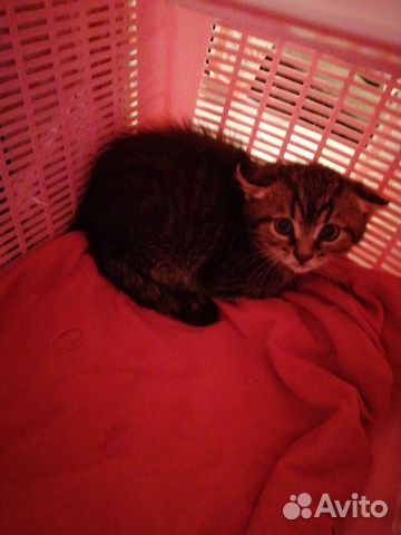 Отдам котенка в добрые руки