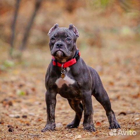 Американский булли девочка, голубая с подпалом