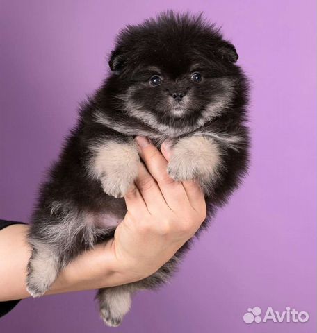 Щенки прмеранского шпица черно- подпалые