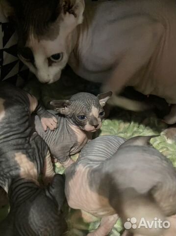 Котята Канадского Сфинкса