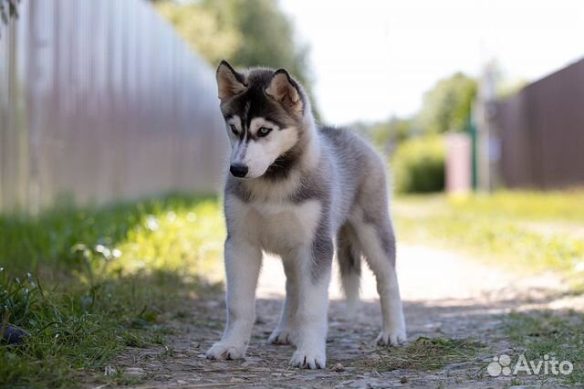Лукший щенок в помете