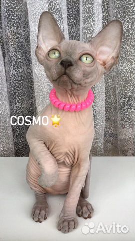Котята канадского сфинкса
