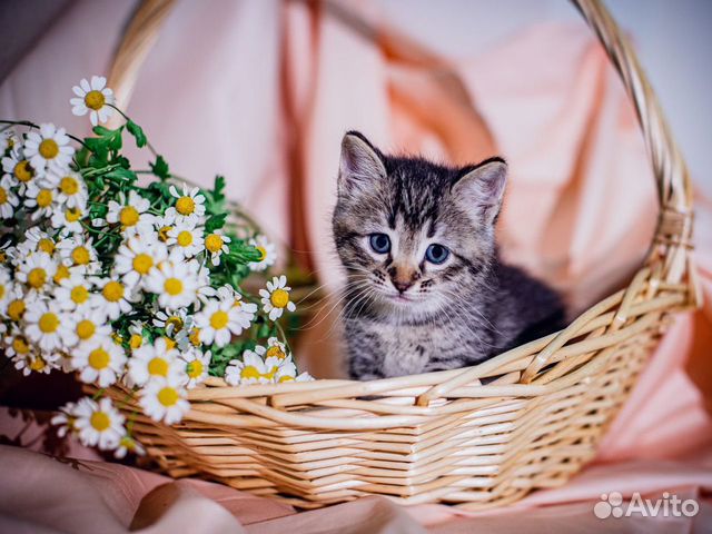 Котята в добрые руки