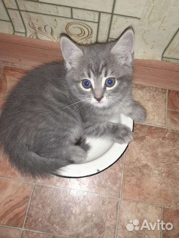 Кошки