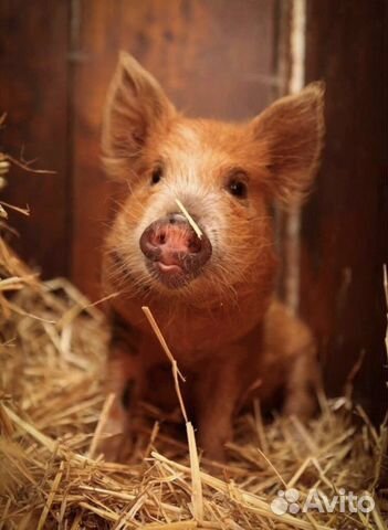 Поросята