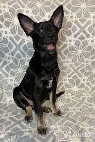 Щенок (метис овчарки, мальчик, 4 месяца) в дар