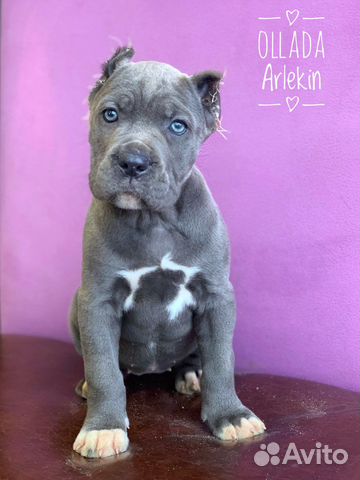 Замечательная серая принцесса