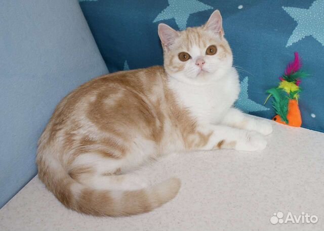 Шотландские котята девочка скоттиш