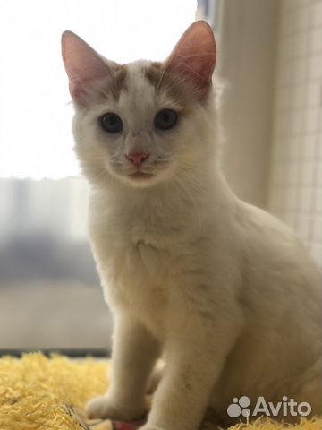 Котенок девочка - Лисса ищет семью