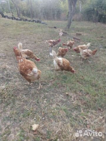 Куры несушки ломан браун