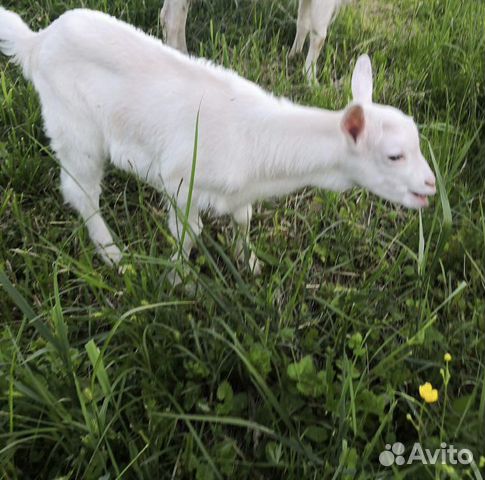 Козел зааненский