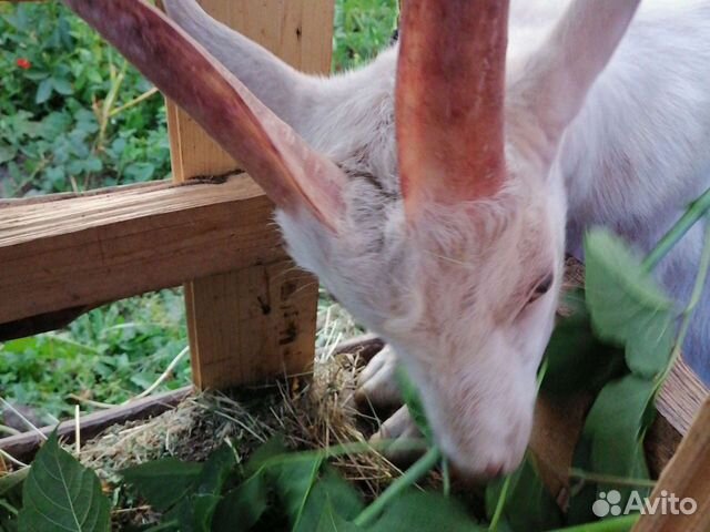 Козлика 5,5 мес