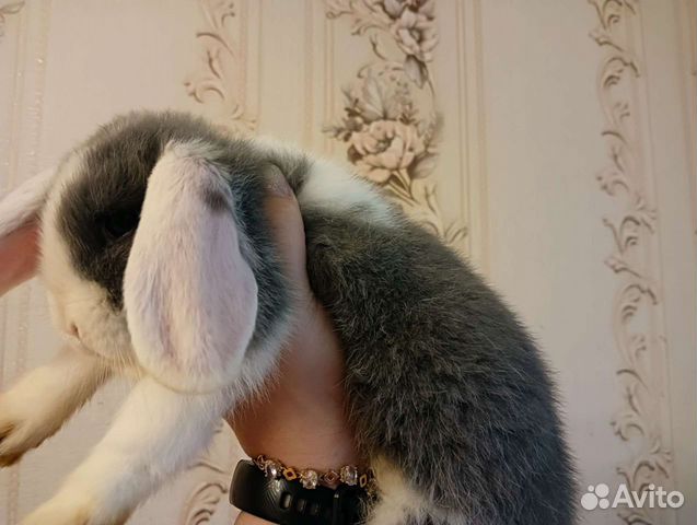 Карликовый вислоухий кролик