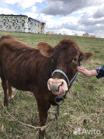 Телка 1 год