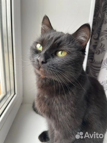 Отдам кошечку в добрые руки