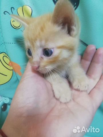 Котенок в дар бесплатно