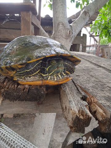 Продам красно ухую черепаху