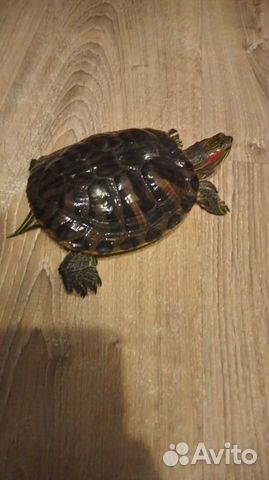 Отдам в хорошие руки красноухую черепаху