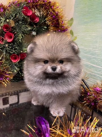 Померанский шпиц малыш Роллс Ройс